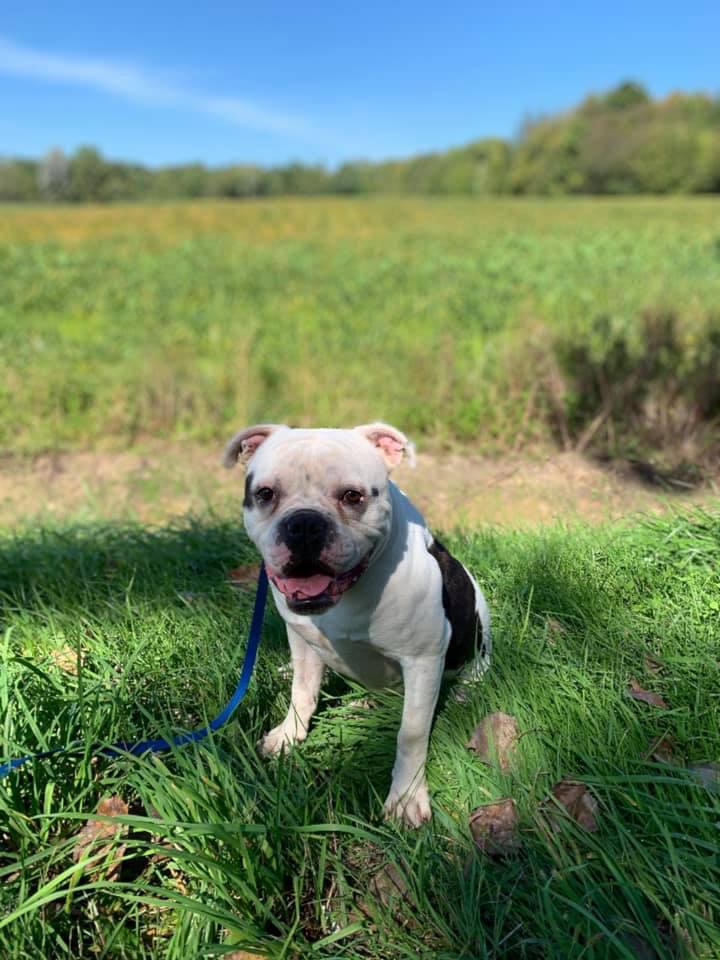 Buffalo Pug & Small Breed Rescue, Inc. - Adoptable