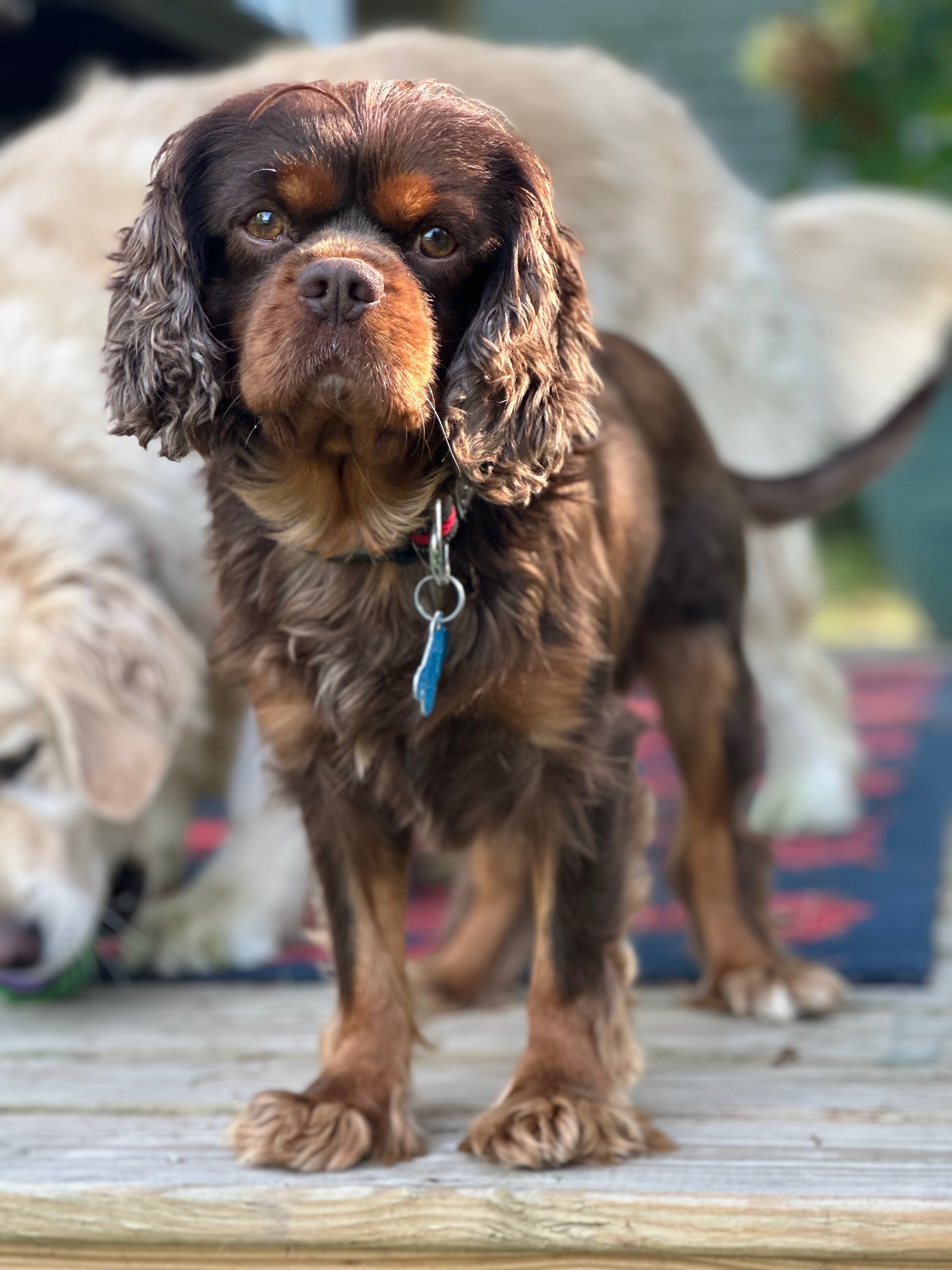 Buffalo Pug & Small Breed Rescue, Inc.